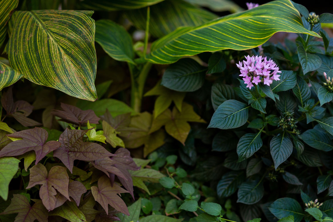 Center City District Foundation | Plant Center City