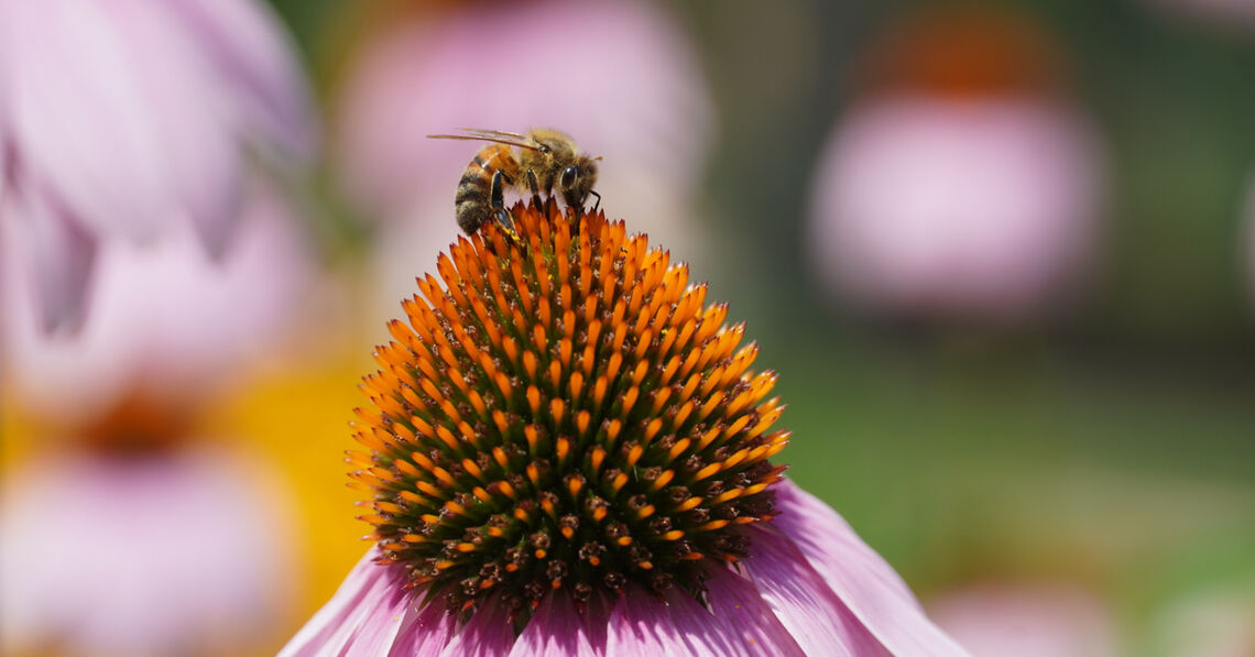 Center City District | Pollinator Garden Comes To Sister Cities Park